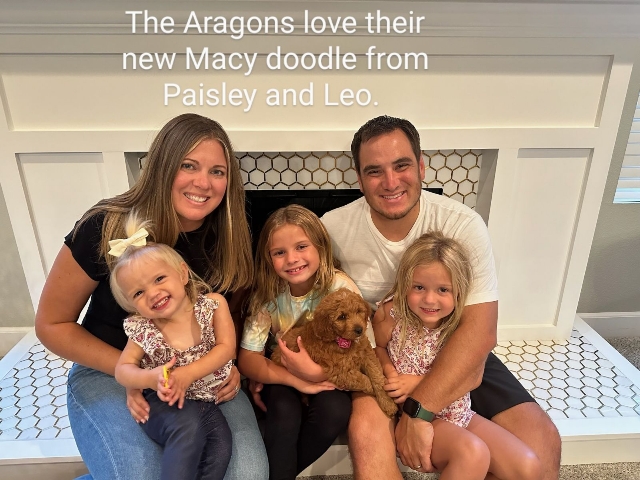 Available Goldendoodle puppies for sale San Diego CA